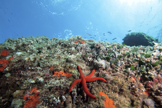 รูปภาพCelenterati – เลือกดูภาพถ่ายสต็อก เวกเตอร์ และวิดีโอ86 | Adobe Stock