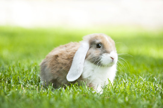 Kanickel-Bilder: Stock-Fotos & -Videos. | Adobe Stock