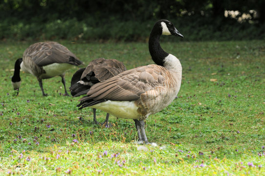 Fluggans bilder – Bläddra bland 28 stockfoton, vektorer och videor ...