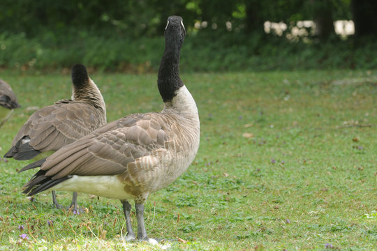 Fluggans bilder – Bläddra bland 28 stockfoton, vektorer och videor ...