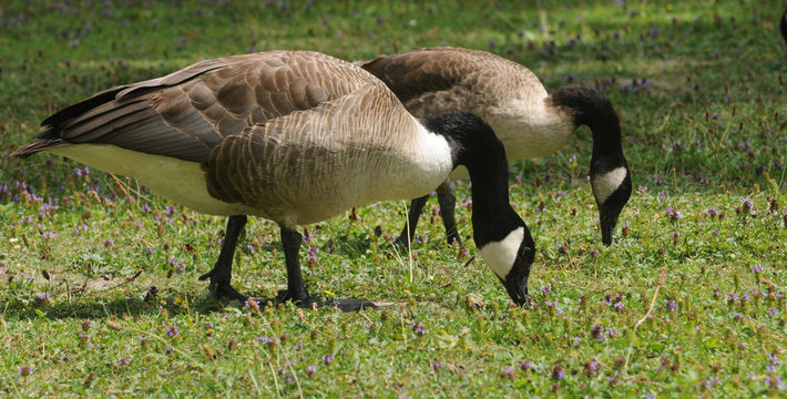 Fluggans bilder – Bläddra bland 28 stockfoton, vektorer och videor ...