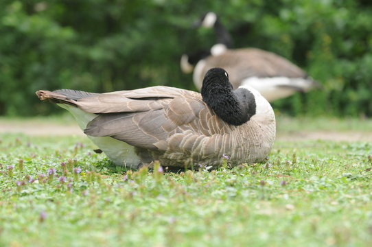 Fluggans bilder – Bläddra bland 28 stockfoton, vektorer och videor ...