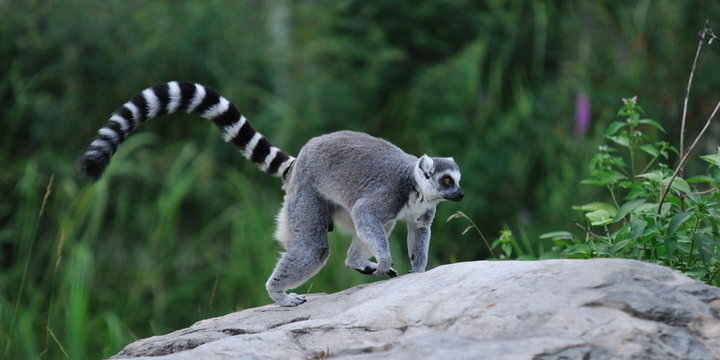 รูปภาพLemurien – เลือกดูภาพถ่ายสต็อก เวกเตอร์ และวิดีโอ224 | Adobe Stock