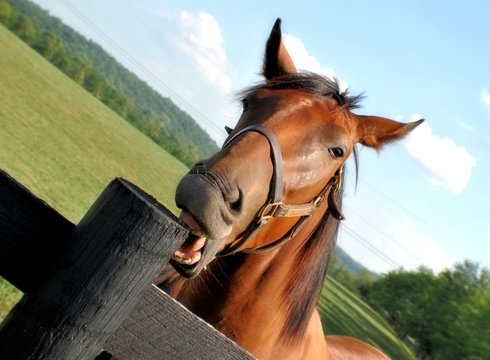 Pferdegebiss Bilder – Durchsuchen 4,096 Archivfotos, Vektorgrafiken und ...