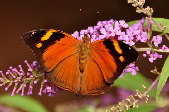 รูปภาพLeafwing – เลือกดูภาพถ่ายสต็อก เวกเตอร์ และวิดีโอ522 | Adobe Stock