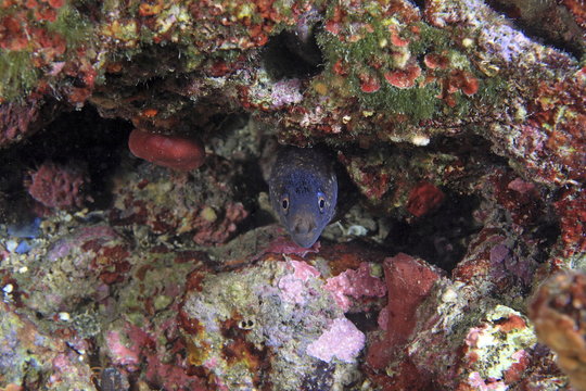 Murena Images – Browse 437 Stock Photos, Vectors, and Video | Adobe Stock