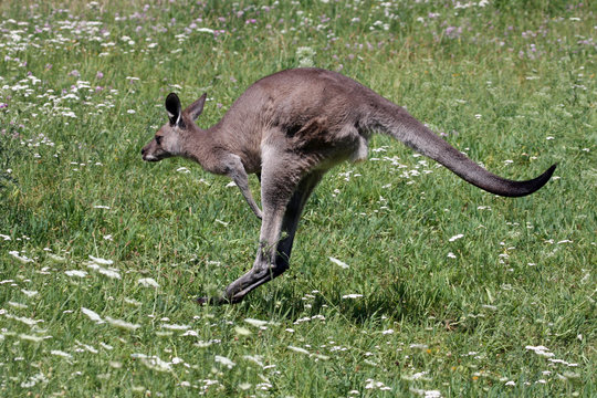 「Kanguru」の写真素材 | 230件の無料イラスト画像 | Adobe Stock