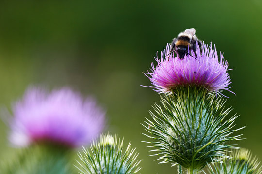Distel Bilder – Durchsuchen 22,263 Archivfotos, Vektorgrafiken und ...