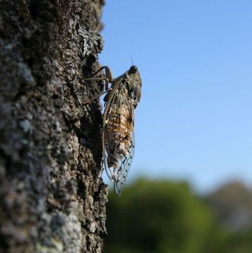 Imágenes de Cigale: descubre bancos de fotos, ilustraciones, vectores y ...