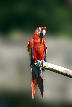 Papagallo Images – Browse 73 Stock Photos, Vectors, and Video | Adobe Stock