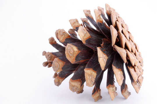 「Maron」の画像 - 1,336 件の Stock 写真、ベクターおよびビデオ | Adobe Stock