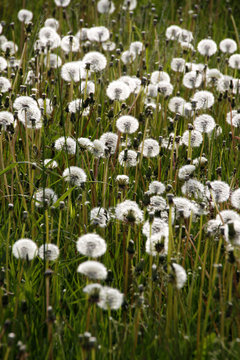 Pusteblumenwiese bilder – Bläddra bland 103 stockfoton, vektorer och ...