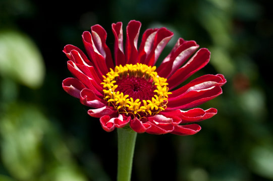Weinrot bilder – Bläddra bland 2,777 stockfoton, vektorer och videor ...