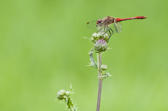 Distelarten-Bilder: Stock-Fotos & -Videos. | Adobe Stock
