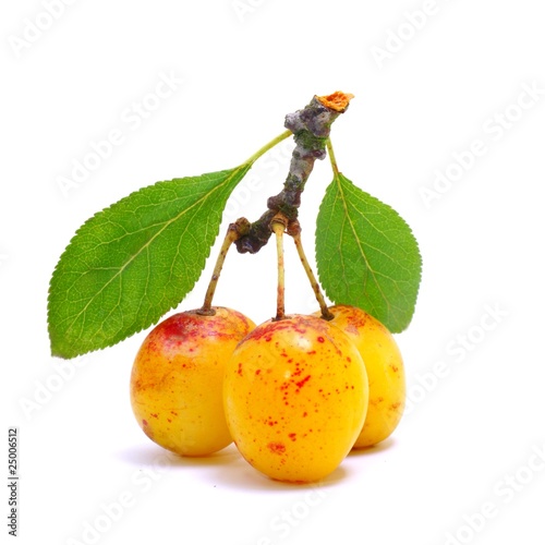 "Mirabellen" Stockfotos und lizenzfreie Bilder auf Fotolia.com - Bild ...