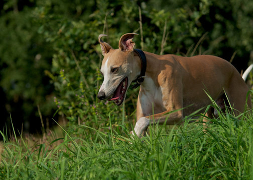 Freilaufender Images – Browse 54 Stock Photos, Vectors, and Video ...