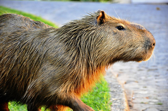 รูปภาพCapivara – เลือกดูภาพถ่ายสต็อก เวกเตอร์ และวิดีโอ13,255 | Adobe Stock