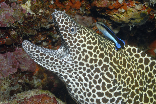 รูปภาพPutzerfisch – เลือกดูภาพถ่ายสต็อก เวกเตอร์ และวิดีโอ68 | Adobe Stock