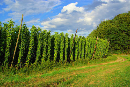 Hopfenanbau Bilder – Durchsuchen 807 Archivfotos, Vektorgrafiken und ...