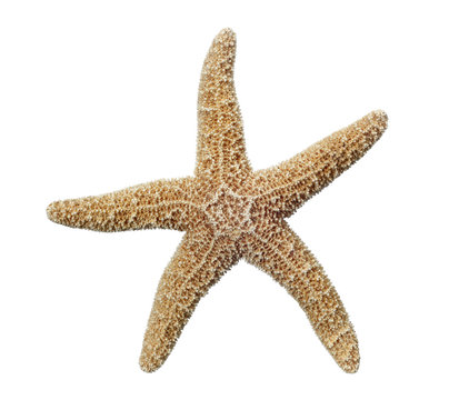 รูปภาพ"Seestern – เลือกดูภาพถ่ายสต็อก เวกเตอร์ และวิดีโอ9,115 | Adobe Stock