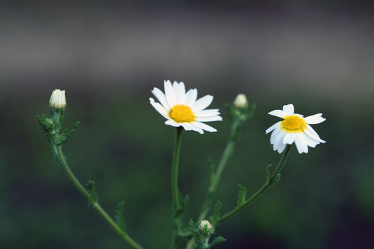 Imágenes de Florecitas: descubre bancos de fotos, ilustraciones ...