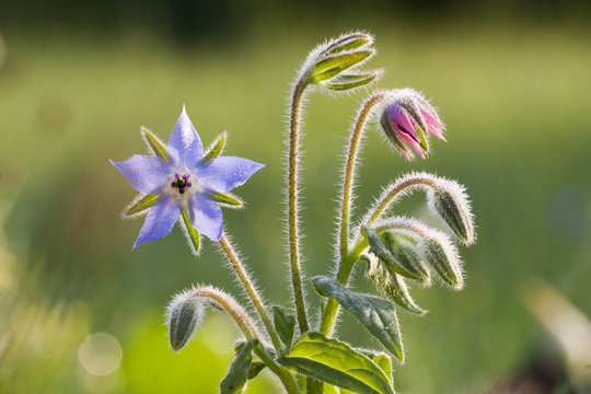 Boretsch Images – Browse 324 Stock Photos, Vectors, and Video | Adobe Stock