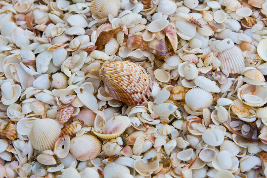 รูปภาพConchas – เลือกดูภาพถ่ายสต็อก เวกเตอร์ และวิดีโอ12,746 | Adobe Stock