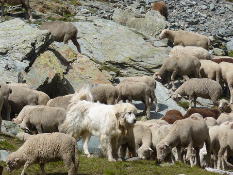 Patou 이미지 – 찾아보기 341 스톡 사진, 벡터 및 비디오 | Adobe Stock