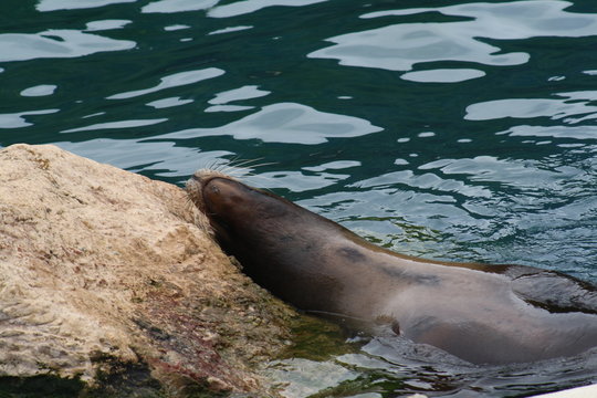 Caecum Bilder – Durchsuchen 5,758 Archivfotos, Vektorgrafiken und ...
