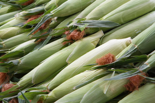 รูปภาพCornstalk – เลือกดูภาพถ่ายสต็อก เวกเตอร์ และวิดีโอ5,805 | Adobe Stock