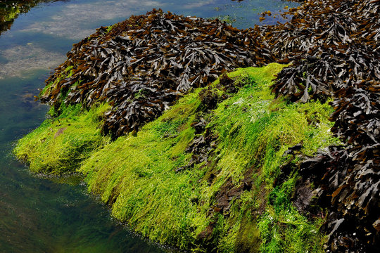 Alghe 이미지 – 찾아보기 2,199 스톡 사진, 벡터 및 비디오 | Adobe Stock