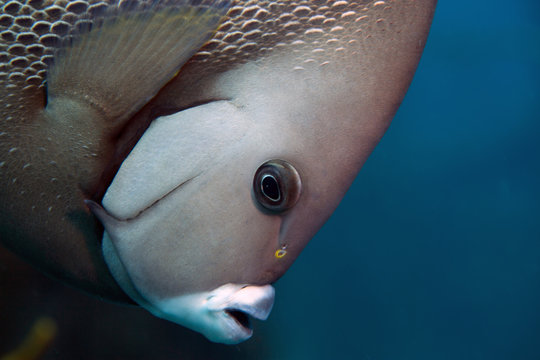 Anglefish Images – Browse 69 Stock Photos, Vectors, and Video | Adobe Stock Anglefish Images – Browse 69 Stock Photos, Vectors, and Video | Adobe Stock
