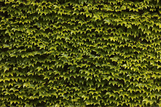 Efeuranken Bilder – Durchsuchen 3,980 Archivfotos, Vektorgrafiken und ...