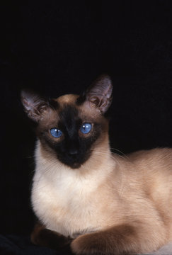 Loucher Bilder – Durchsuchen 120 Archivfotos, Vektorgrafiken und Videos ...