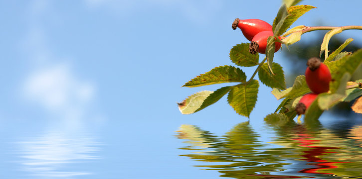 รูปภาพHiffen – เลือกดูภาพถ่ายสต็อก เวกเตอร์ และวิดีโอ326 | Adobe Stock