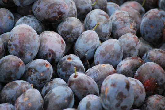 「Zwetschen」の写真素材 | 409件の無料イラスト画像 | Adobe Stock