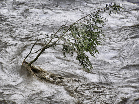 Obrázky Fload – procházejte fotografie, vektory a videa 54 | Adobe Stock