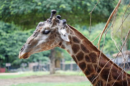 Ziraffe Images – Browse 48 Stock Photos, Vectors, and Video | Adobe Stock