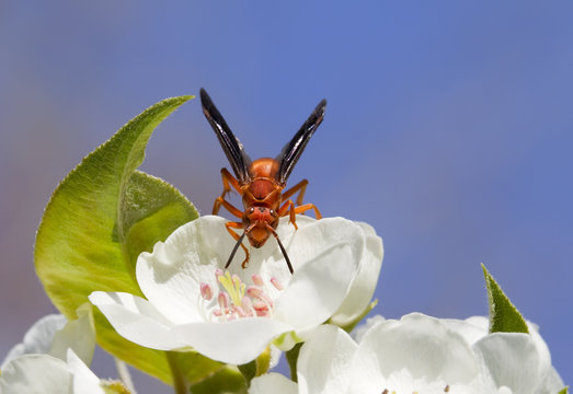 "Red Wasp" Images – Browse 360 Stock Photos, Vectors, and Video | Adobe ...