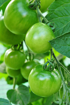 Tomatenstaude Bilder – Durchsuchen 402 Archivfotos, Vektorgrafiken und ...