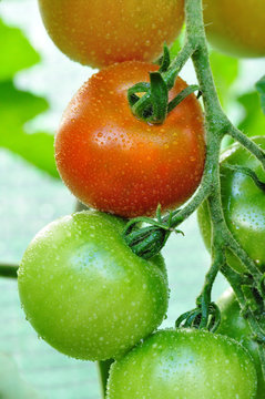 รูปภาพTomatenstaude – เลือกดูภาพถ่ายสต็อก เวกเตอร์ และวิดีโอ131 | Adobe ...