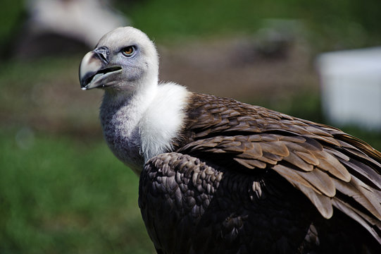 Volture Bilder – Durchsuchen 124 Archivfotos, Vektorgrafiken und Videos ...