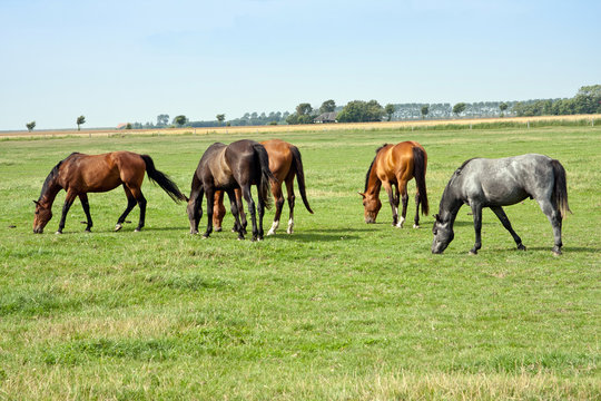 Pferdekoppel-Bilder: Stock-Fotos & -Videos. | Adobe Stock