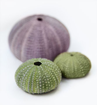 Seeigelskelett Bilder – Durchsuchen 269 Archivfotos, Vektorgrafiken und ...