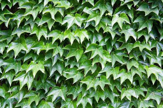 Efeuranken Bilder – Durchsuchen 3,980 Archivfotos, Vektorgrafiken und ...