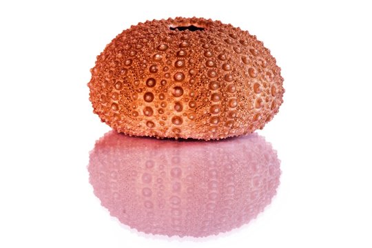 Seeigelskelett Images – Browse 21 Stock Photos, Vectors, and Video ...