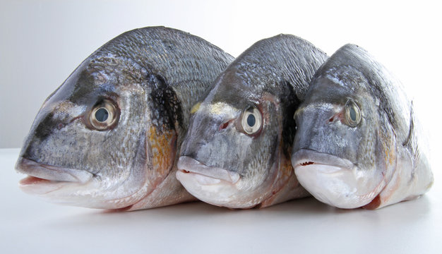 "Dorade Box" Bilder – Durchsuchen 858 Archivfotos, Vektorgrafiken und ...