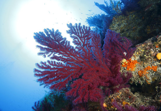 รูปภาพCelenterati – เลือกดูภาพถ่ายสต็อก เวกเตอร์ และวิดีโอ86 | Adobe Stock