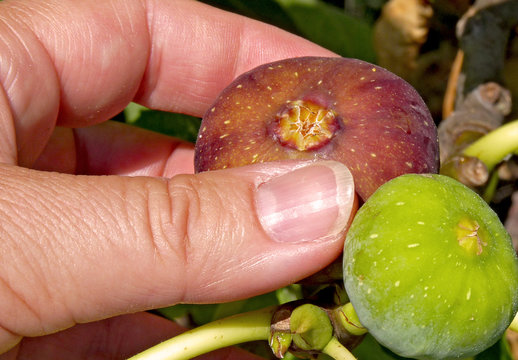 Ficeae Bilder – Durchsuchen 71 Archivfotos, Vektorgrafiken und Videos ...