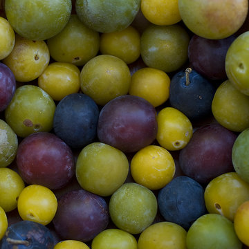 "Prune Jaune"-Bilder: Stock-Fotos & -Videos. | Adobe Stock